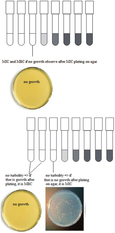 Mbc Determination By Broth Dilution Method Download Scientific Diagram