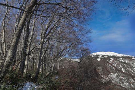 ー 冬枯れのブナ山道より ー 鳥海山 GANREF