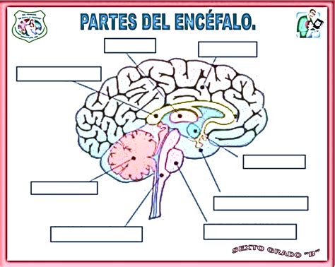Esquema Del Encefalo Y Sus Partes Kulturaupice Porn Sex Picture