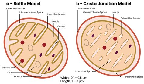 Intramembranous