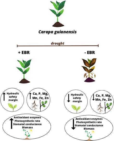 Plant Biology Vol 25 No 6