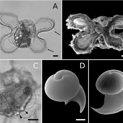 Historical Descriptions Of Mediterranean Thecosomata And Gymnosomata