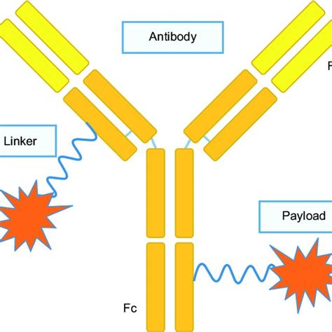Antibody Drug Conjugate Structure Consisting Of Monoclonal Antibody
