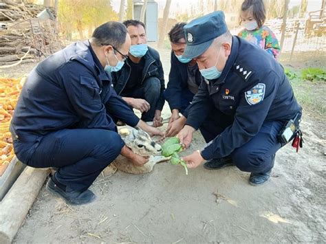 警民携手救助国家保护动物