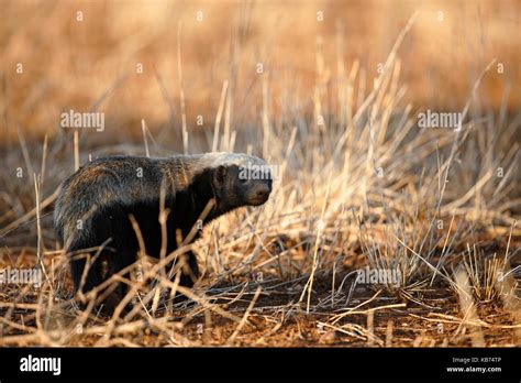 Honey Badger Mellivora Capensis Foraging South Africa Mpumalanga