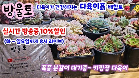 분갈이 할 시기 방울토 물고파하는 키핑장 다육이 다육이흙 배합토 Youtube