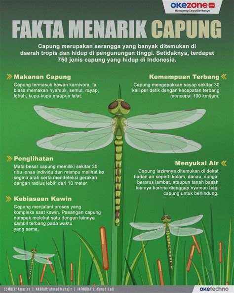Capung