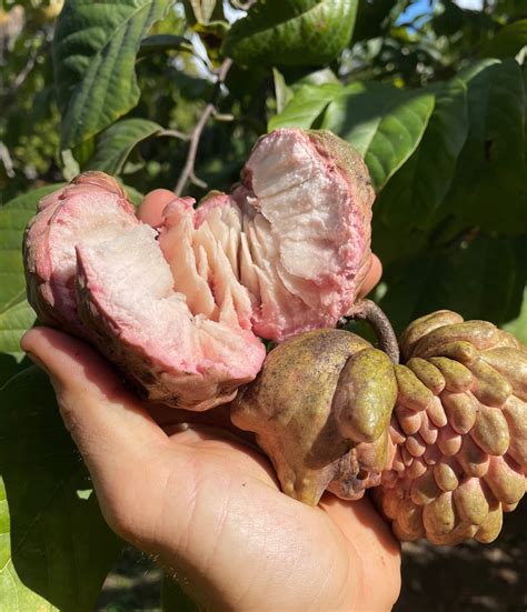 Meet The Atemoya The Tropical Fruit Tree You Didnt Know You Needed