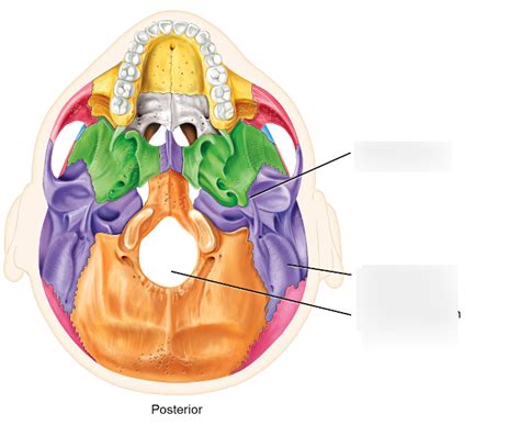 Interior Skull Diagram Quizlet
