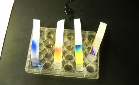 Chemistry Class Labs Lab Chromatography Lab Report