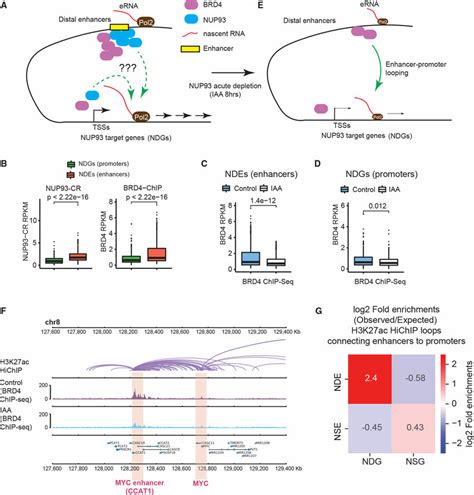 Nup93 Promotes Brd4 Recruitment To Active Enhancers To Activate Gene