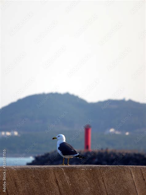 산을 등진 붉은 등대와 방파제가 있는 바다의 담벼락에 서서 먼 곳을 바라보는 갈매기 Foto De Stock Adobe Stock