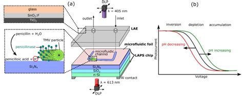 Biosensors Mdpi On Linkedin Potentiometric Sensor Electrode Actuator Enzyme Microfluidics…