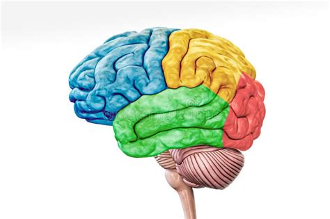 Cerebral Cortex Lobes In Color Profile View Isolated On White Background Accurate 3d Rendering