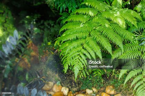 양치류 식물 녹색 잎 텍스트 자연 생태계 좋은 생태 배경 복사 공간 정원에서 시원한 0명에 대한 스톡 사진 및 기타 이미지 Istock