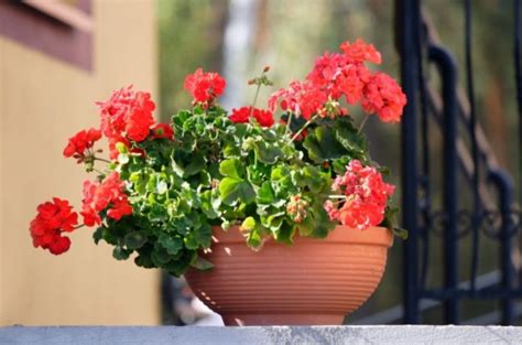 ქოთნის ყვავილები უხვად იყვავილებენ სახლში ნამდვილი ტყე გექნებათ თუ მეყვავილის ყველა