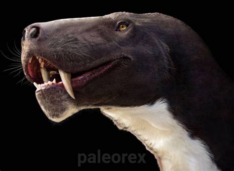 World Of Prehistoric Creatures Inostrancevia A Large Therapsid From