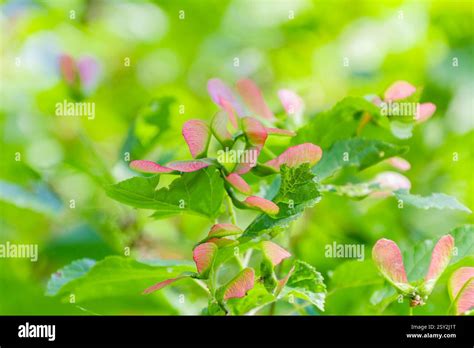 Vibrant Pink Maple Tree Seeds Also Known As Samaras Growing Among Lush Green Leaves Sunlight