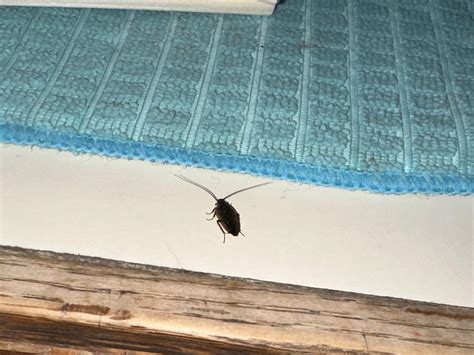 Maybe Some Kind Of Cockroach R Whatsthisbug