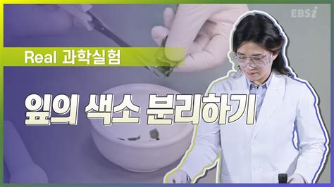 잎의 색소 분리하기 L Real 과학 실험 Youtube