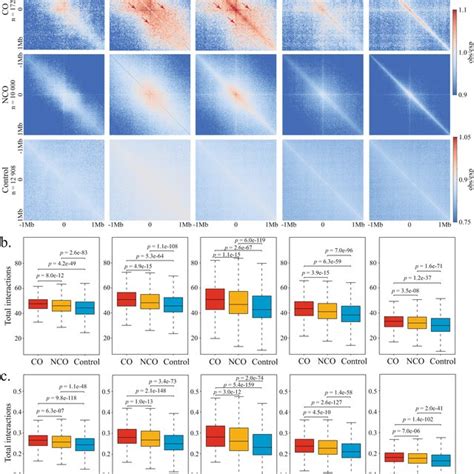 Chromosomal Loops Structure And Conformation Assay A Chromosomal Loop Download Scientific