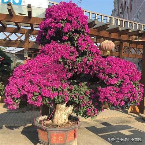 三角梅花謝後這2件事別忽視來年才能長勢更好花開更多 每日頭條