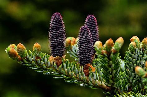 Pine Cones Trees Spring Free Photo On Pixabay Pixabay