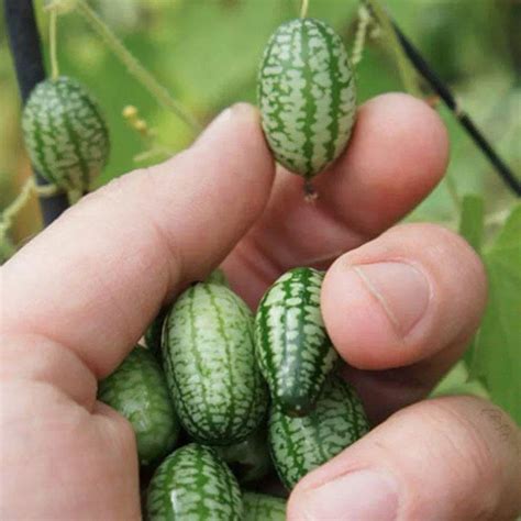 10 Graines Mini Pastèque Watermelon Citrullus Lanatus Thumb