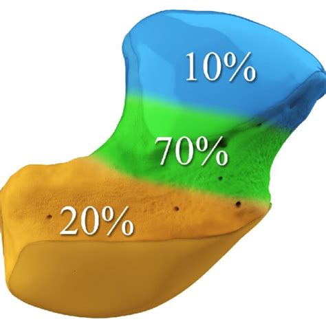 Illustration Of The Distal Waist And Proximal Third Sections Of The