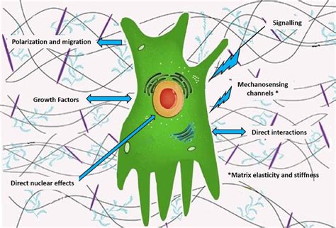 Interactions Extracellular Matrix Cell Download Scientific Diagram