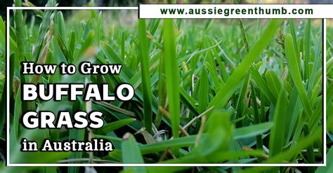 How To Grow Buffalo Grass In Australia Agt