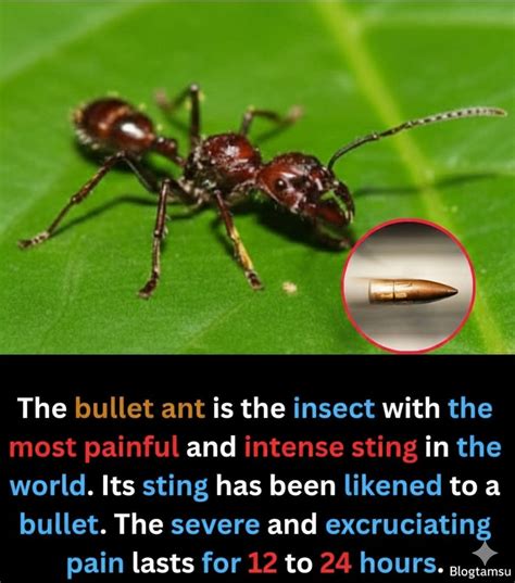 Blogtamsu The Bullet Ant Paraponera Clavata Is Infamous For Having