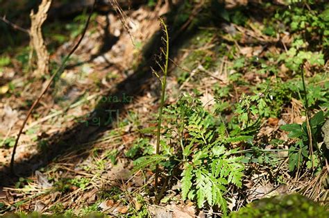 고사리식물 숲고사리삼