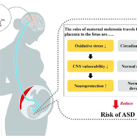 The Beneficial Roles Of Maternal Melatonin That Travels From Mother Via Download Scientific