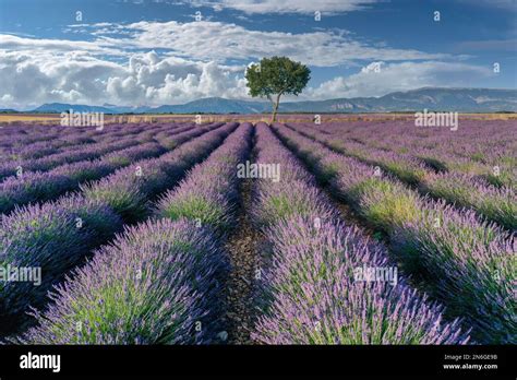 Single Tree At The End Of Rows Of Flowering Lavender Lavender Field