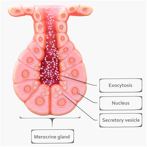 Exocrine Glands Diagram