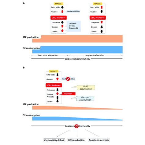 Metabolic Adaptation In The Cardiac Muscle A Physiological B Download Scientific Diagram