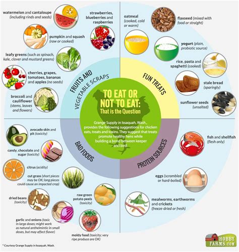 Инфографика: какие куриные блюда безопасны? - Хобби Фермы Chicken ...