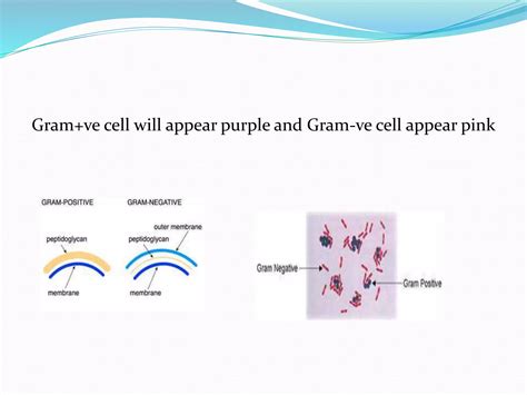 Differential Staining Pptx
