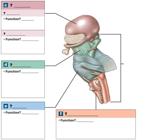 Brain Stem Diagram Quizlet