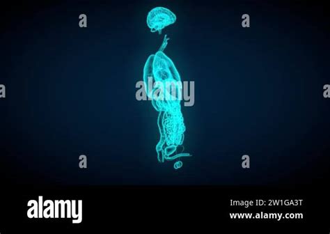 Male Organs X Ray Scan Rotating On Dark Background Concept For