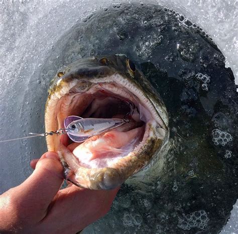 Our Flutter Shad Will Make You Forget Livetarget Lures