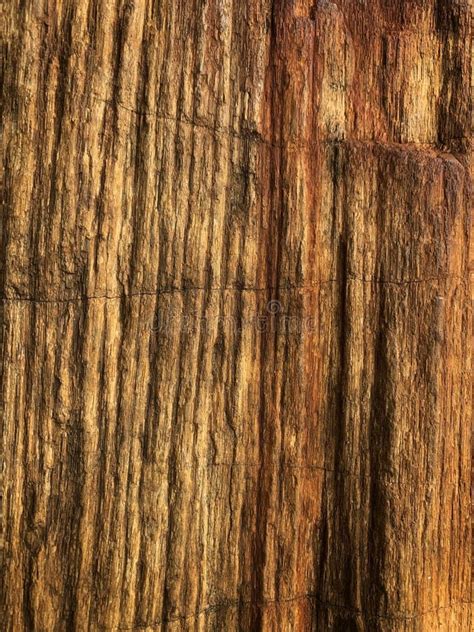 Stone Fossils Stock Image Image Of Treestone Stone 315849241