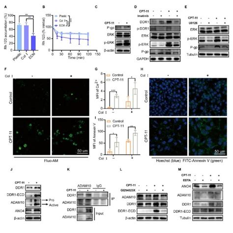 The Binding Of Ddr1 To Collagen Triggers The Activation Of Download Scientific Diagram
