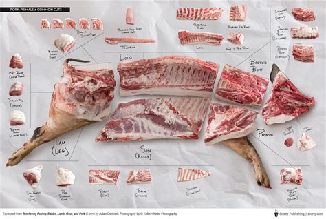 Beef Cuts Chart Different Cuts Of Meat Displayed Butcher Diagram For Reference Butcher