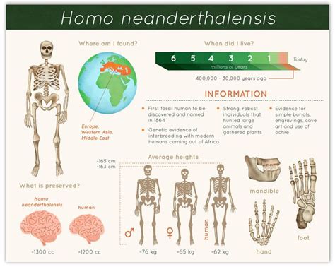 Human Evolution Infographics Caitlin Hansen Human Evolution
