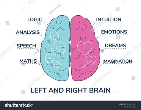 Human Brain Right Left Hemisphere Functions Stock Vector Royalty Free