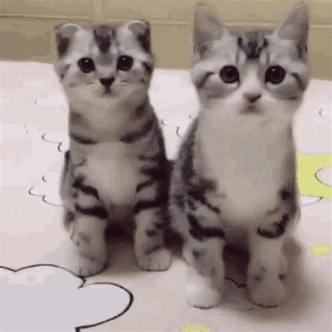 Dancing Cat Animated 