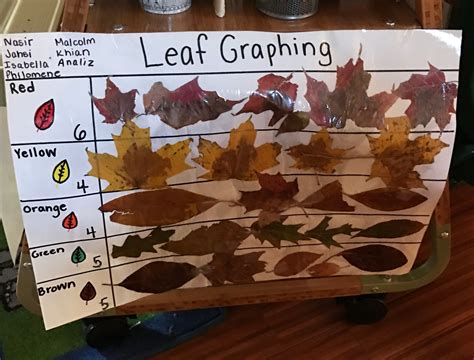 Leaf Graphing During Tree Unit Graphing Red Yellow All Pictures