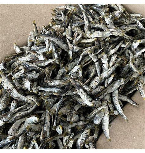 남해안 햇 말린 정어리 500g 1kg 고급 솔치 볶음 국물용 고추장 청어 멸치 티몬